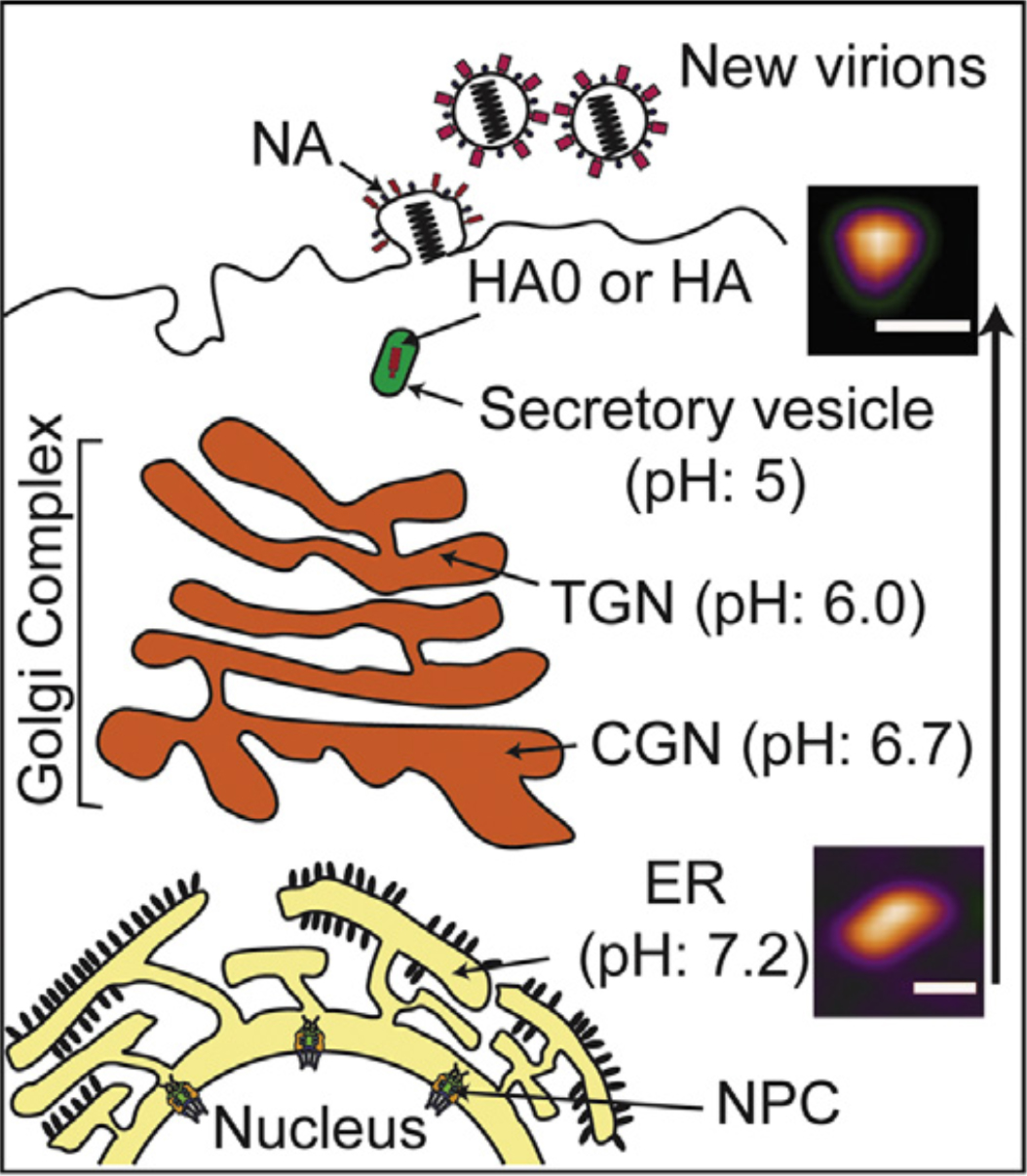 Virulence factor of the influenza A virus mapped in real-time – WPI ...