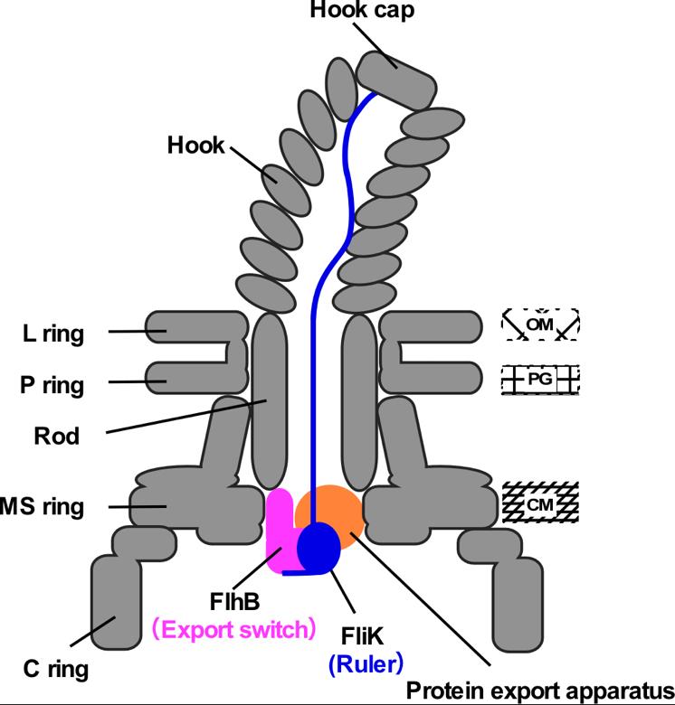 Insight into structural remodeling of the FlhA ring responsible for ...