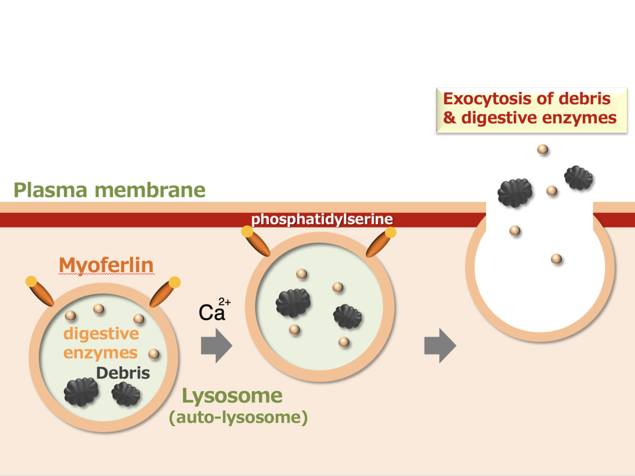 A novel mechanism that regulates cellular injury by phagocytes during ...