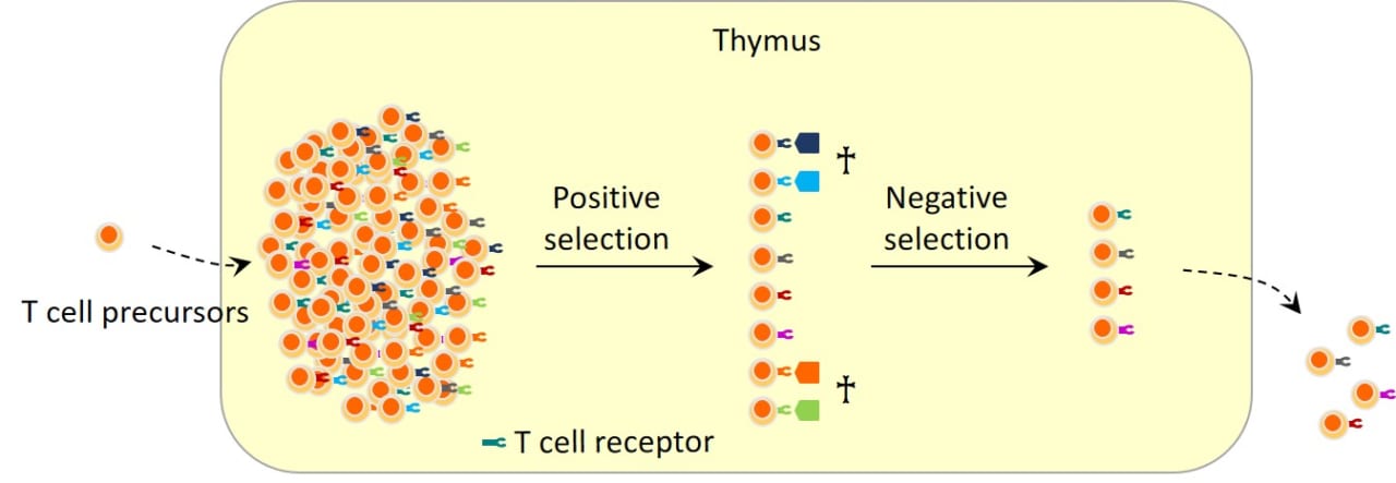 Identification of lymph node cells that may play important roles in ...