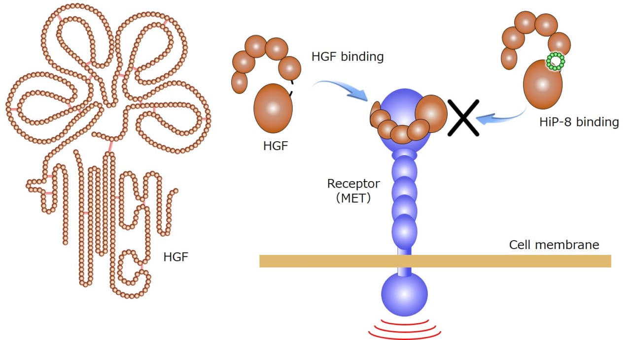 HGF-inhibitory macrocyclic peptide – mechanisms and potential cancer ...
