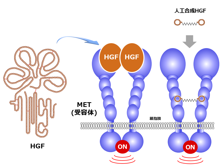 Kunio Matsumoto – WPI Nano Life Science Institute, Kanazawa University