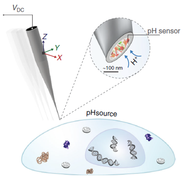 Improved pH probes may help towards cancer treatments – WPI Nano Life ...