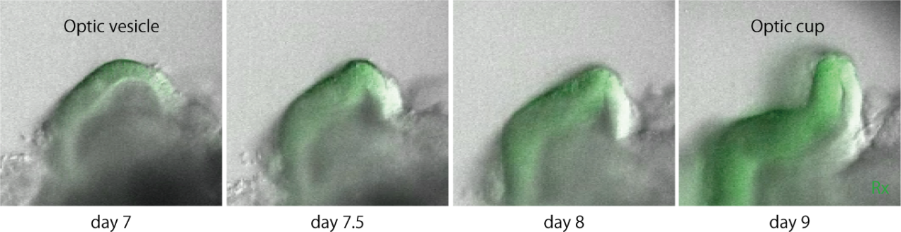 Satoru Okuda – WPI Nano Life Science Institute, Kanazawa University