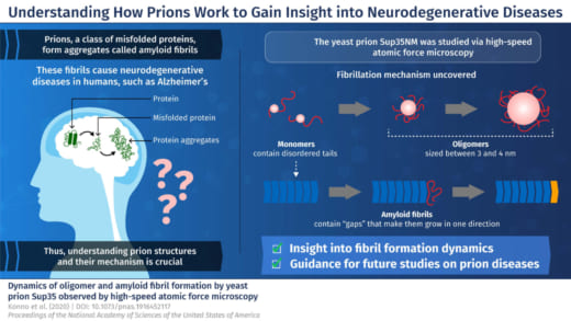 How understanding the dynamics of yeast prions can shed light on ...
