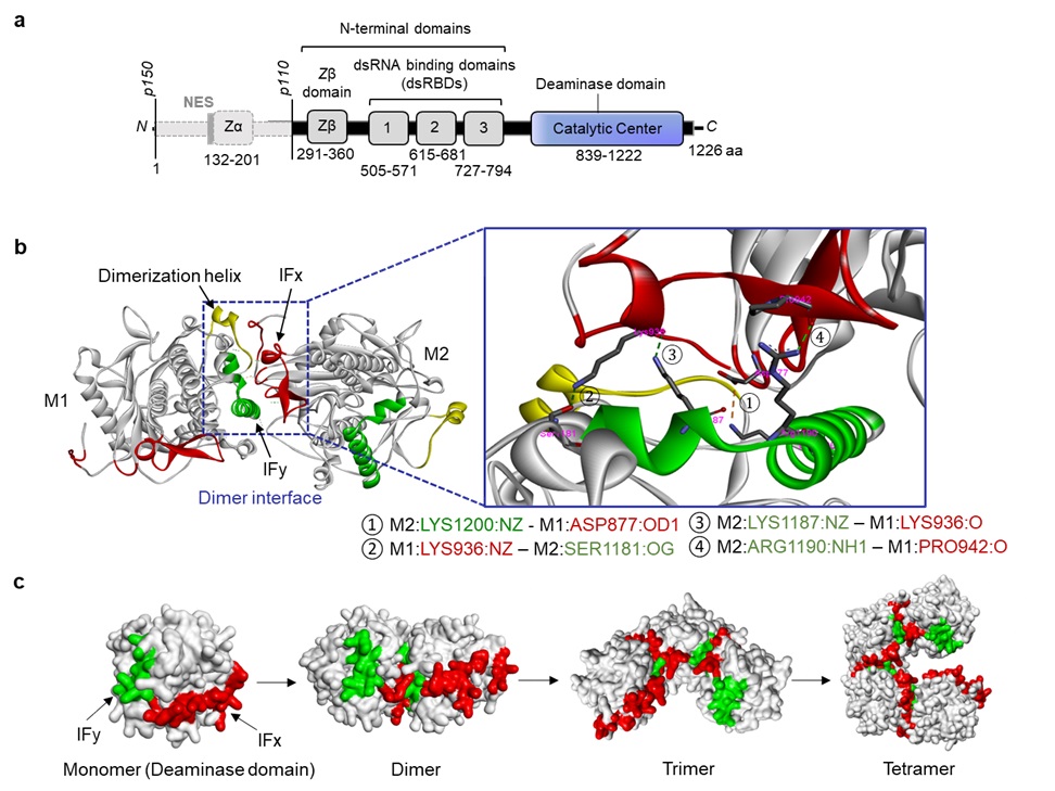 High-speed AFM and 3D modelling help towards understanding the dynamics ...