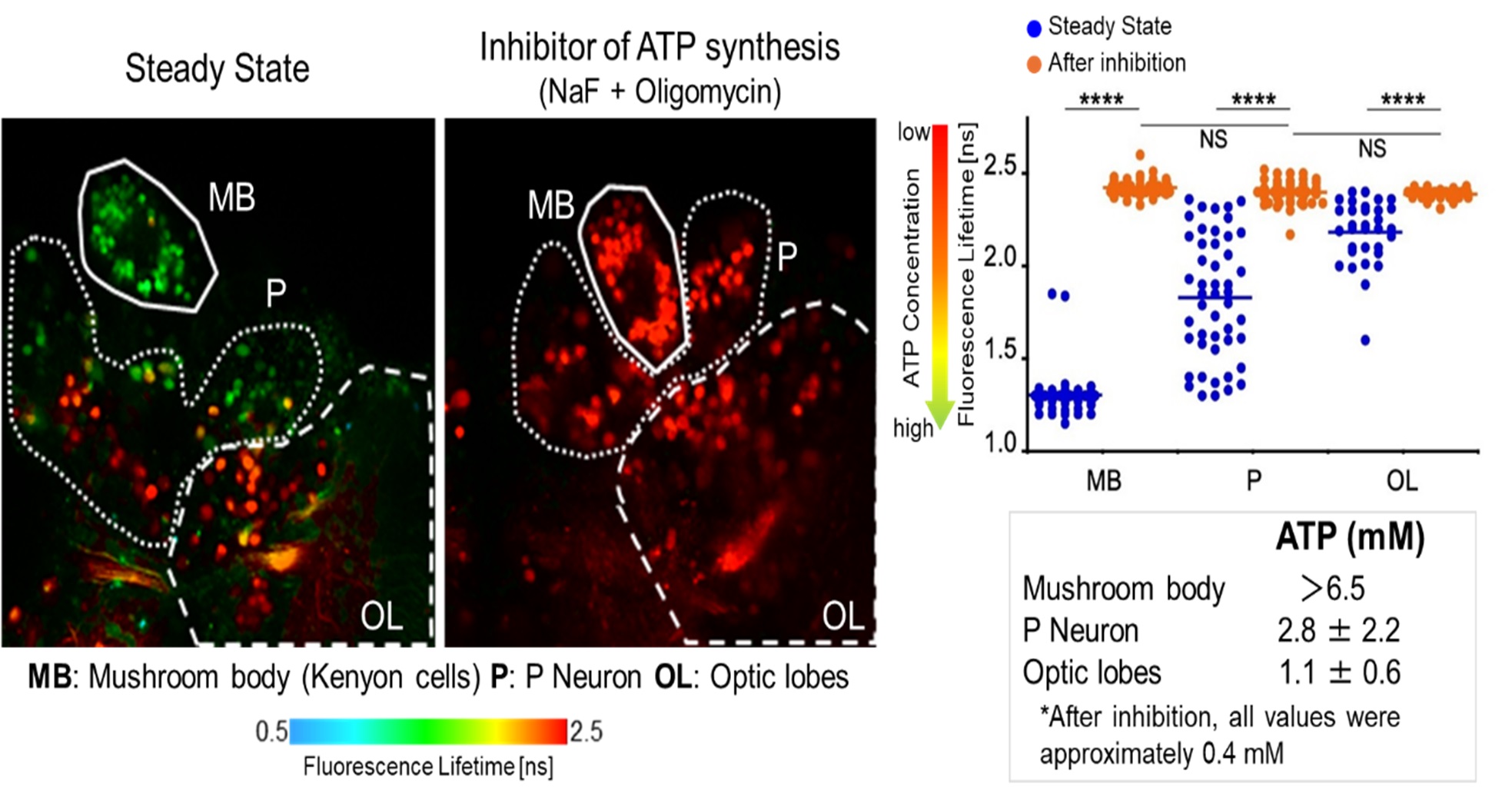 Scientists develop a new method to measure cellular energy in real time ...