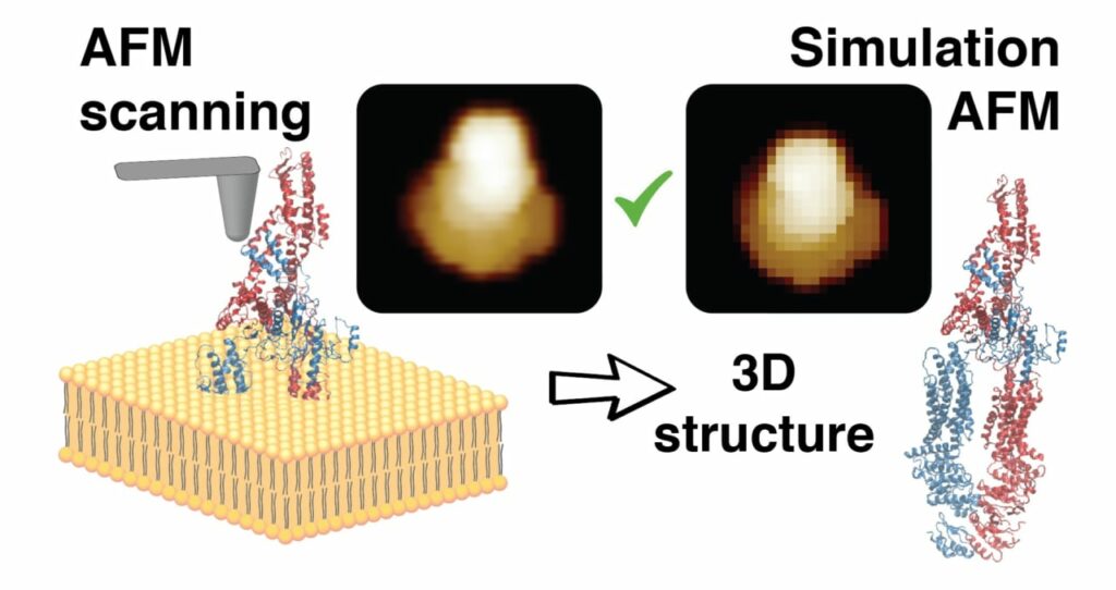 Revealing atomistic structures behind AFM imaging – WPI Nano Life ...