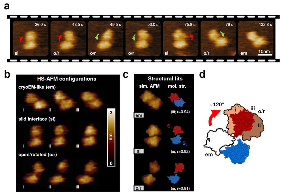 Researchers observe the structural heterogeneity of a lipid scramblase – WPI Nano Life Science ...