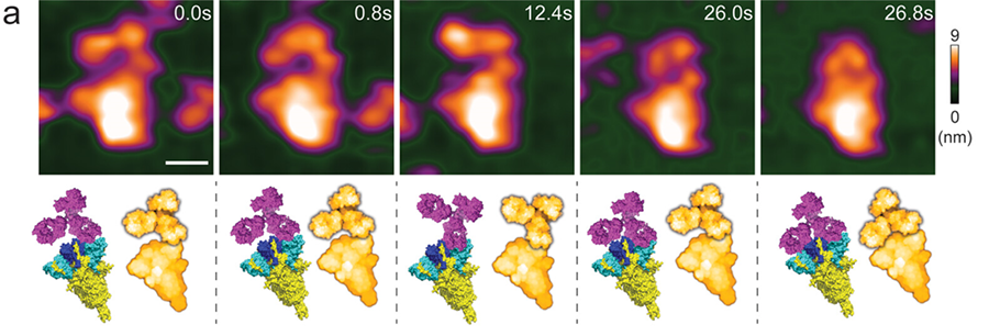 Nanoscopic tool assesses alternative COVID-19 prevention – WPI Nano ...