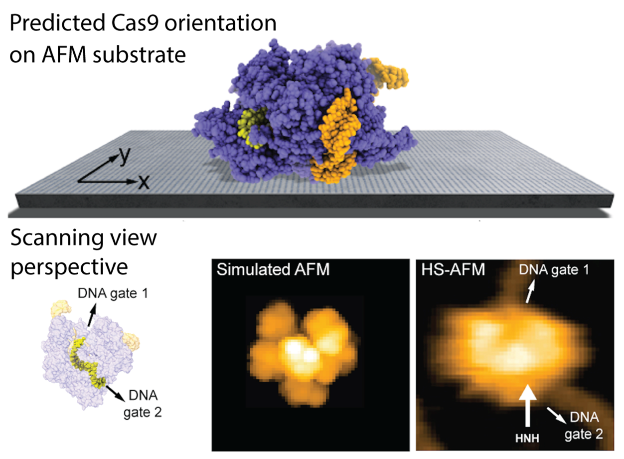 Researchers predict protein placement on AFM substrates – WPI Nano Life ...