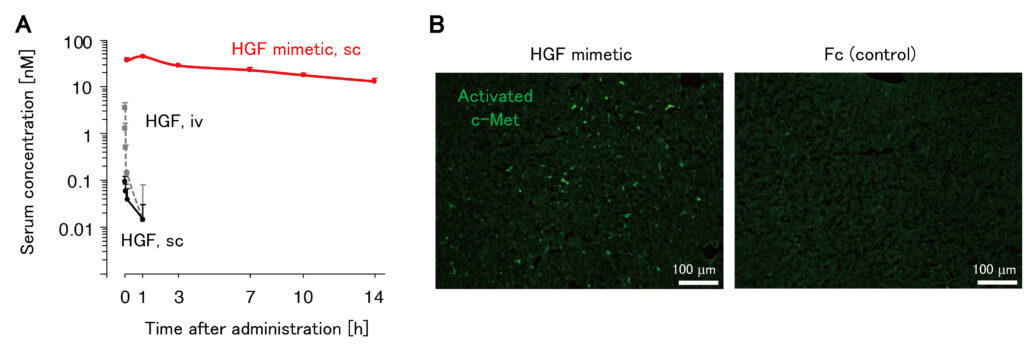 An Artificial Hepatocyte Growth Factor Mimetic Ameliorates Non ...