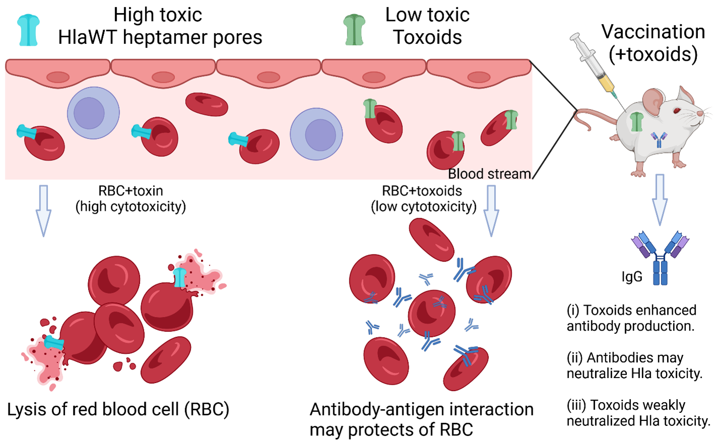 HS-AFM accelerates the research and development (R&D) of novel vaccines ...