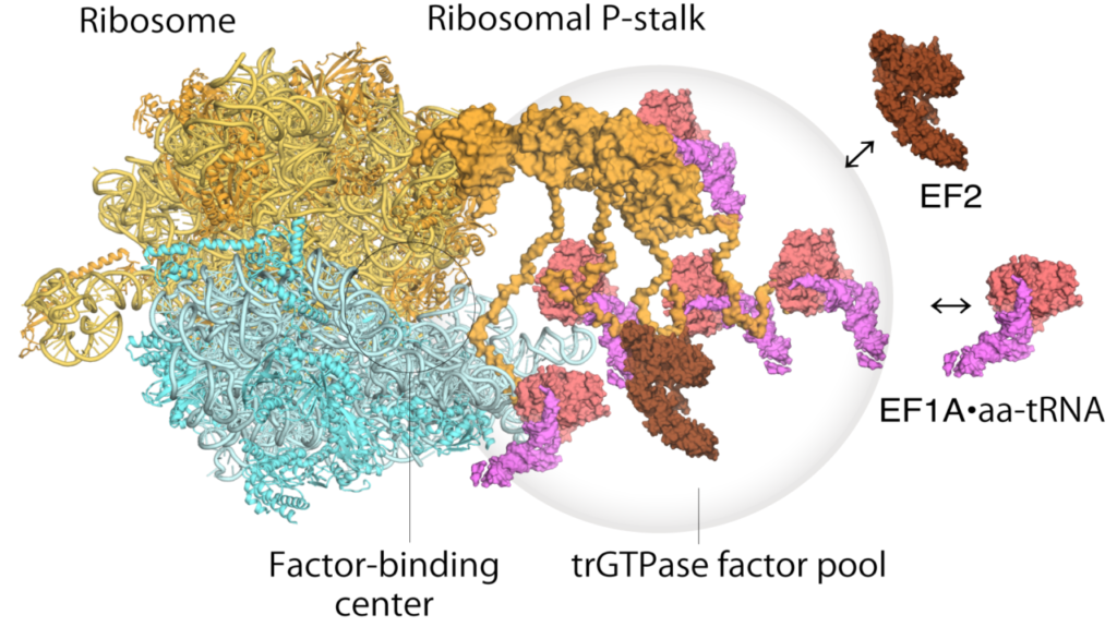 High-speed atomic force microscopy visualizes cell protein factories ...
