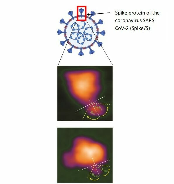 First point of attack: Understanding the entry mechanism of SARS-CoV-2 ...