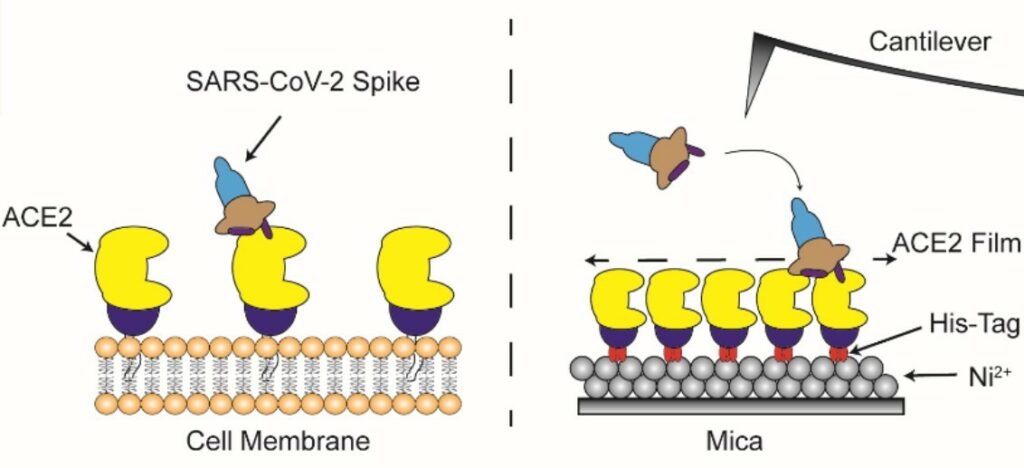 First point of attack: Understanding the entry mechanism of SARS-CoV-2 ...