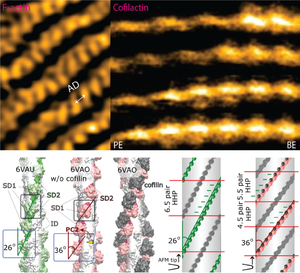 The functions of actin-binding proteins are regulated by the ...