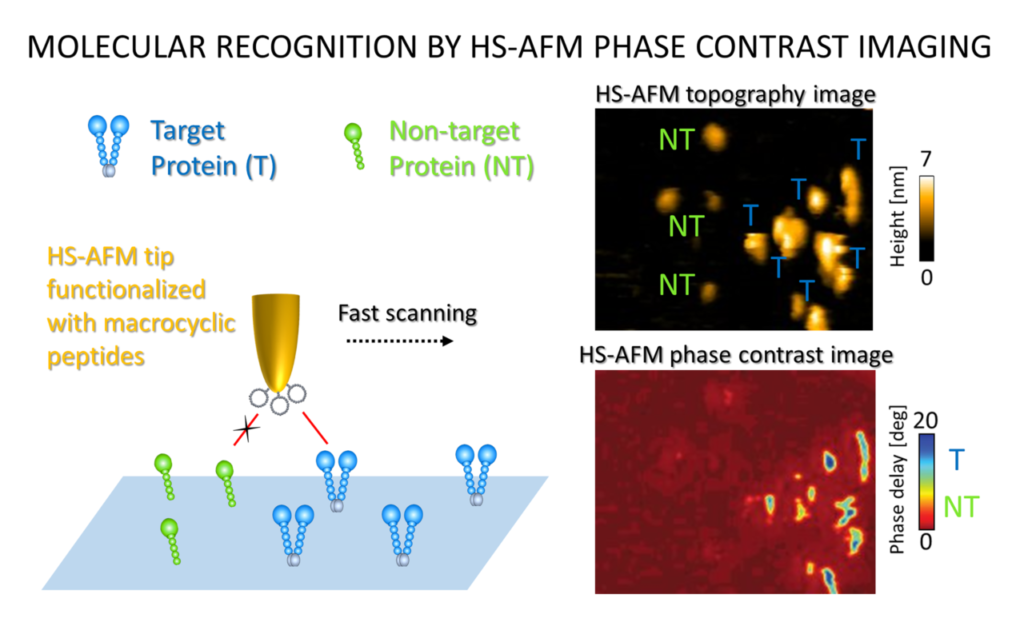 Small but mighty: Identifying nanosized molecules using atomic force ...