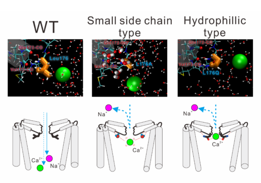Ion channel block unraveled – WPI Nano Life Science Institute, Kanazawa ...